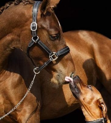15 Cute Photos Of Horses And Dogs - Page 3 of 3 - PetPress
