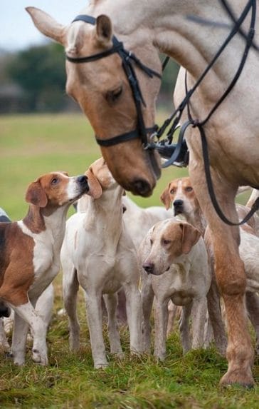 15 Cute Photos Of Horses And Dogs - Page 3 of 3 - PetPress