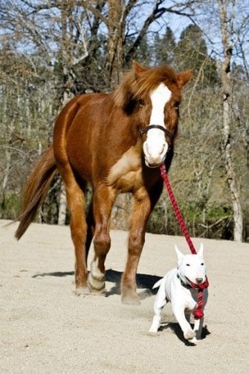 15 Cute Photos Of Horses And Dogs - Page 3 of 3 - PetPress