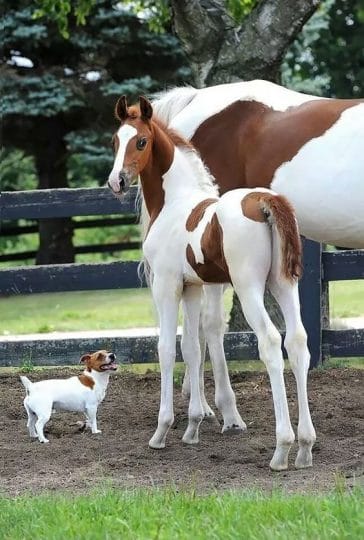 15 Cute Photos Of Horses And Dogs - PetPress