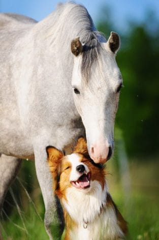 15 Cute Photos Of Horses And Dogs - PetPress
