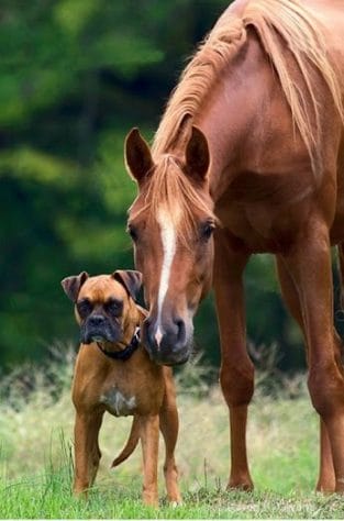 15 Cute Photos Of Horses And Dogs - PetPress