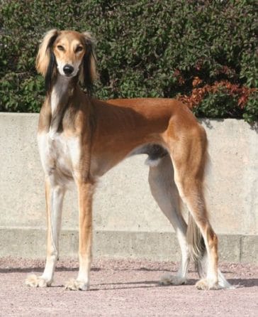 14 Types Of Sighthounds - Page 2 of 3 - PetPress