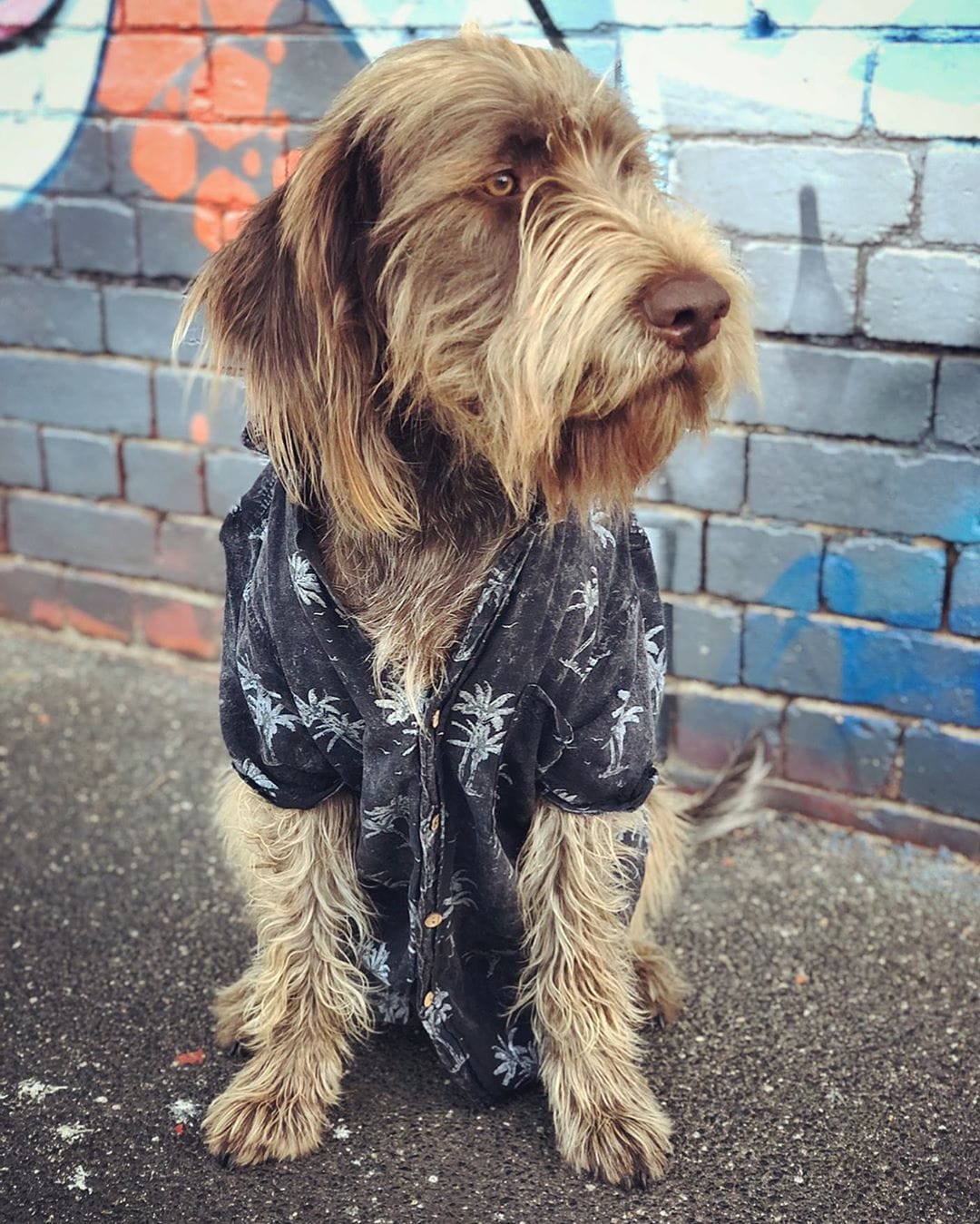 14 Things To Know About Wirehaired Pointing Griffons - PetPress