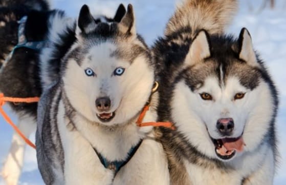 14 Facts That Huskies Are The Best Dogs For Kids and Families - PetPress