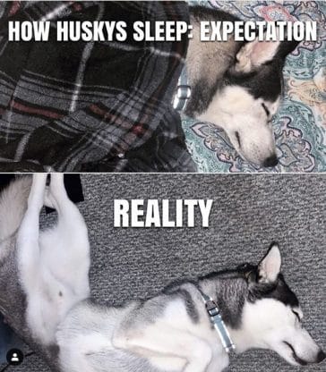 The 15 Best Husky Memes That Will Totally Make You Smile! - Page 2 of 3 ...
