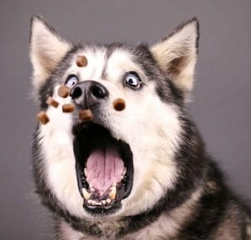 The 15 Best Husky Memes That Will Totally Make You Smile! - Page 2 of 3 ...
