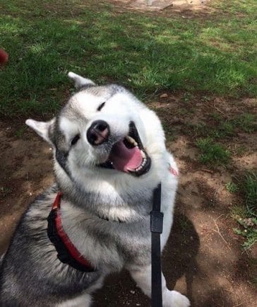 The 15 Best Husky Memes That Will Totally Make You Smile! - Page 2 of 3 ...