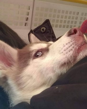 The 15 Best Husky Memes That Will Totally Make You Smile! - PetPress