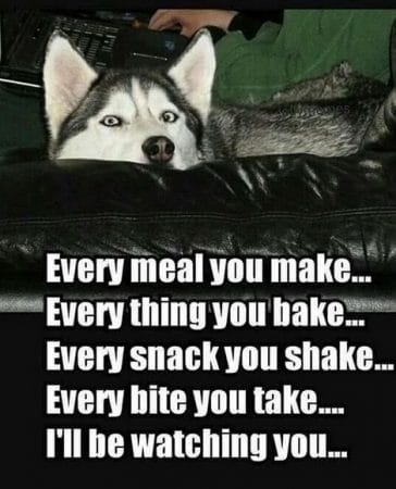 The 15 Best Husky Memes That Will Totally Make You Smile! - PetPress