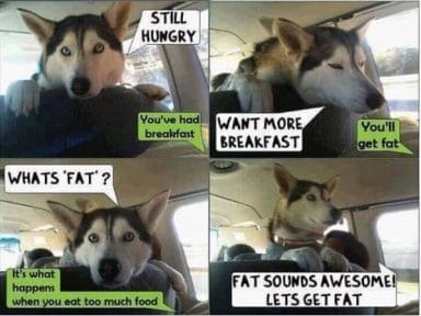 The 15 Best Husky Memes That Will Totally Make You Smile! - PetPress