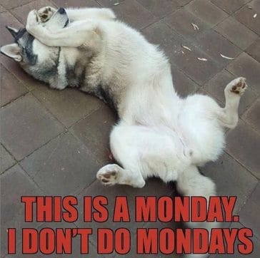 14 Funny Husky Memes That Will Make Your Day! - PetPress