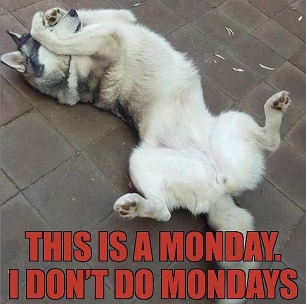 14 Funny Husky Memes That Will Make Your Day! - PetPress