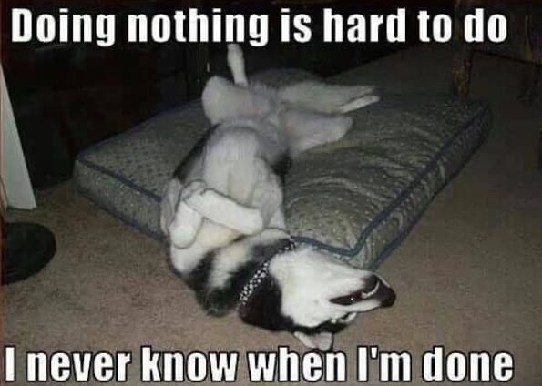 The 15 Best Husky Memes That Will Totally Make You Smile! - PetPress