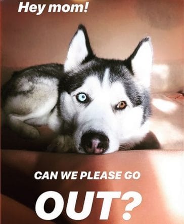 14 Funny Husky Memes That Will Make Your Day! - PetPress
