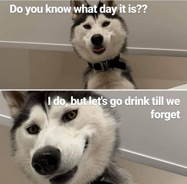 14 Funny Husky Memes That Will Make Your Day Brighter! - PetPress
