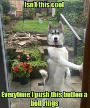 The 15 Best Husky Memes That Will Totally Make You Smile! - Page 2 of 3 ...