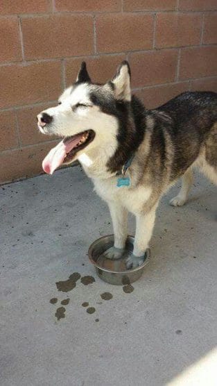 14 Pictures That Prove Huskies Are The Funniest Breed - Page 2 of 4 ...
