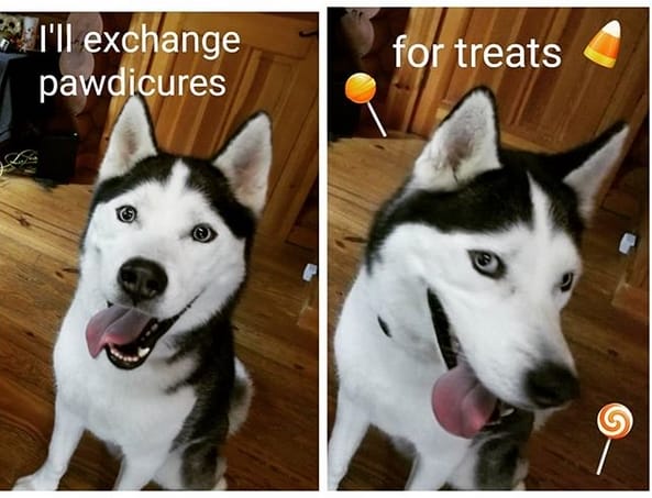 14 Funny Husky Memes That Will Make Your Day! - Page 2 of 3 - PetPress