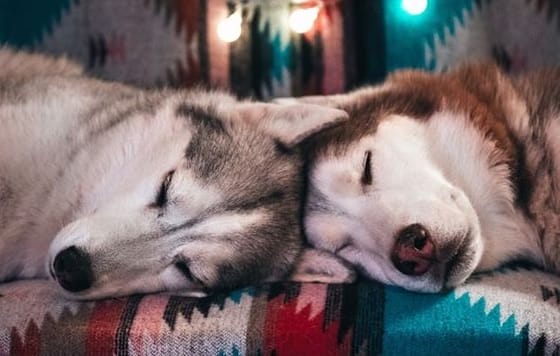 14 Cute Husky Pics Who Love Comfort - PetPress