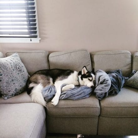 14 Cute Husky Pics Who Love Comfort - PetPress