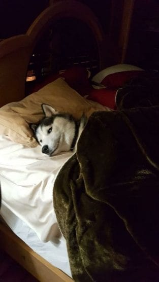 14 Cute Husky Pics Who Love Comfort - Page 2 of 4 - PetPress