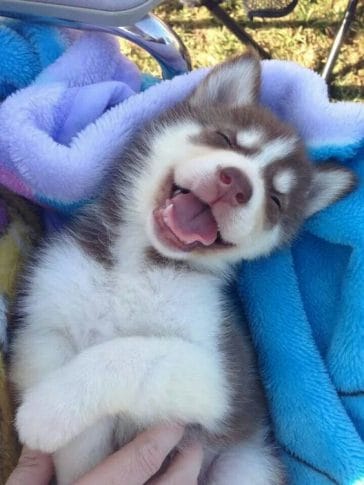 14 Cute Husky Pics Who Love Comfort - Page 3 of 4 - PetPress