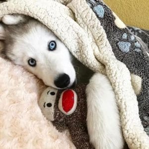 14 Cute Husky Pics Who Love Comfort - PetPress