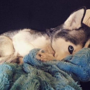 14 Cute Husky Pics Who Love Comfort - PetPress