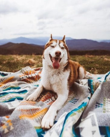 14 Cute Husky Pics Who Love Comfort - Page 2 of 4 - PetPress