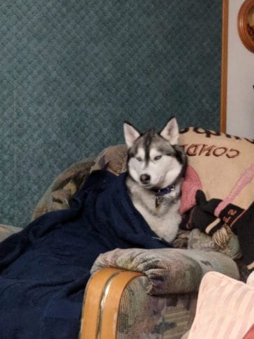 14 Cute Husky Pics Who Love Comfort - Page 2 of 4 - PetPress