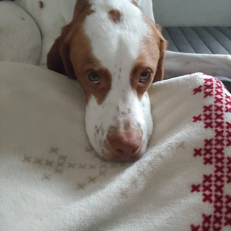 14 Amazing Reasons To Love English Pointers - Page 2 of 4 - PetPress