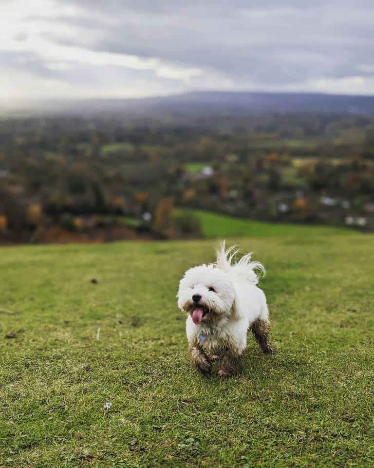 14 Astonishing Facts About Cotons de Tuléar - PetPress