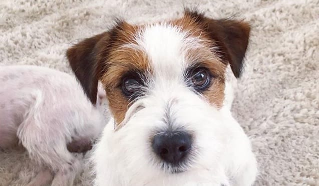 14 Facts About Jack Russells That Everyone Should Know - PetPress