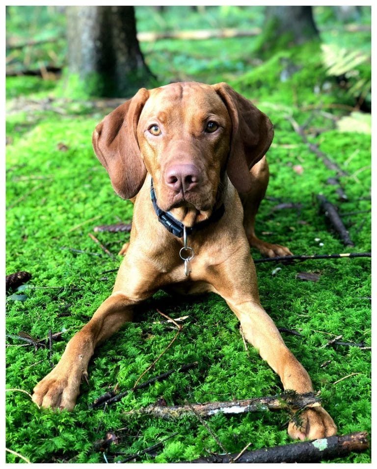 14 Peachy Facts About Vizslas - PetPress