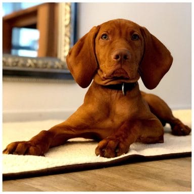 14 Peachy Facts About Vizslas - PetPress