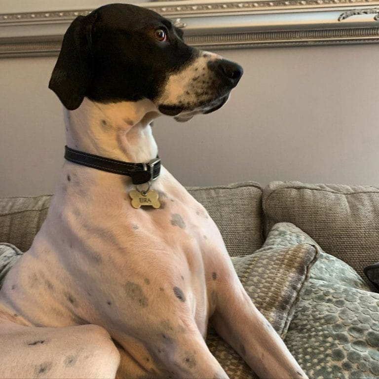 14 Amazing Reasons To Love English Pointers - Page 2 of 4 - PetPress