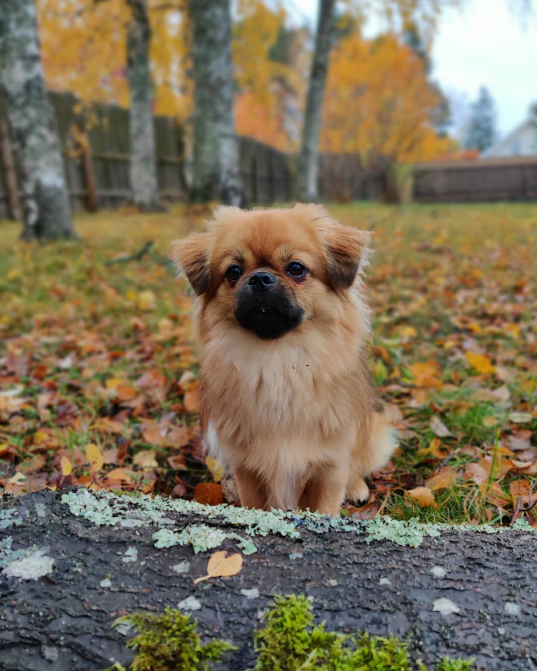 14 Things You Might Not Know About Tibetan Spaniel Dogs - PetPress