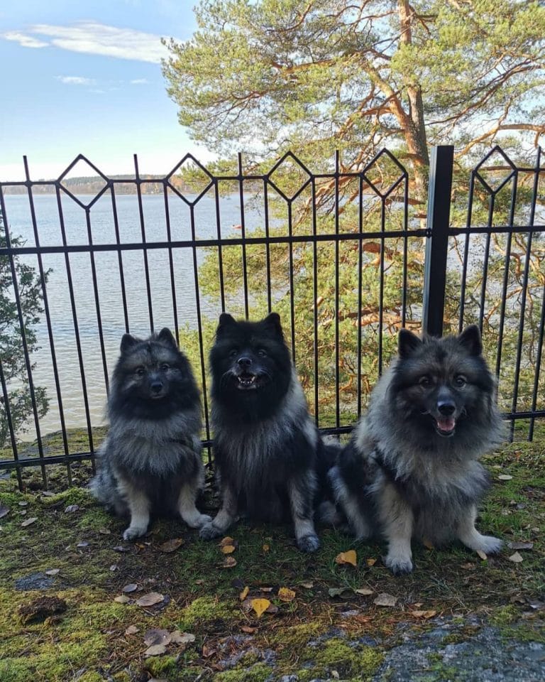 14 Fluffy Facts About Keeshonds - Page 3 of 4 - PetPress