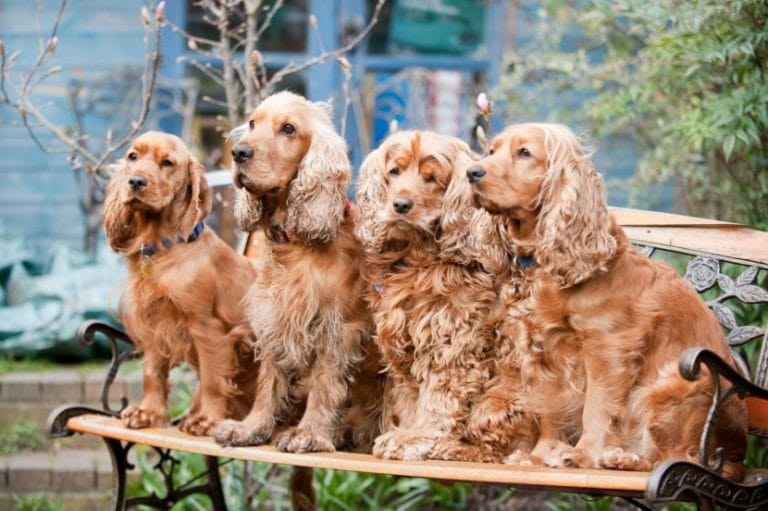 14 Surprising Facts About Cocker Spaniels - Page 2 of 3 - PetPress