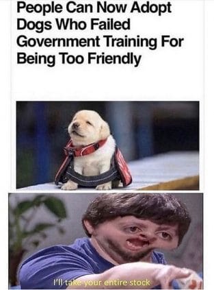 14 Funny Labrador Memes That Will Make You Smile! - PetPress