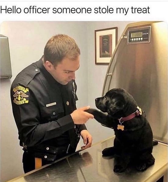 The 14 Funniest Labrador Retriever Memes of All Times - PetPress