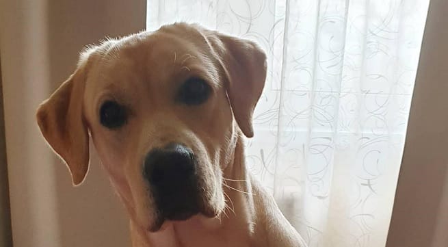 7 Interesting Facts About Labrador Retrievers That You Did Not Know ...