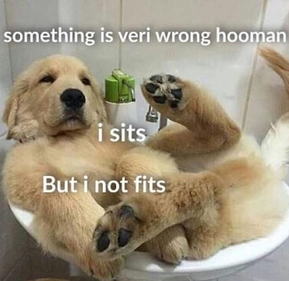 14 Funny Labrador Memes That Will Make You Smile! - Page 2 of 3 - PetPress