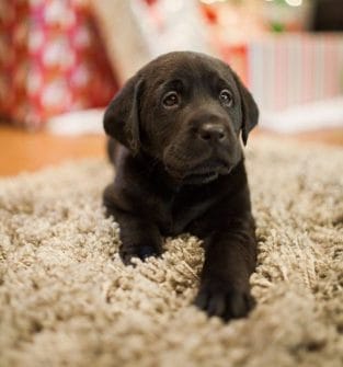 14 Photos of the Cutest Labrador on the Internet - PetPress