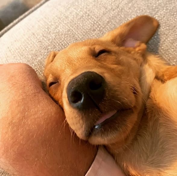 14 Funny Labrador Memes That Will Make You Smile! - Page 2 of 3 - PetPress