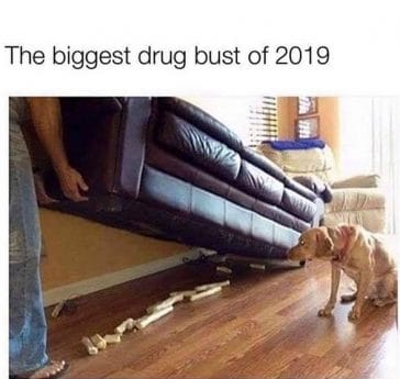 14 Funny Labrador Memes That Will Make You Smile! - Page 2 of 3 - PetPress