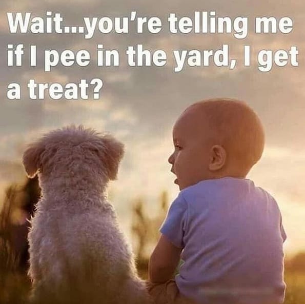 14 Funny Labrador Memes That Will Make You Smile! - Page 3 of 3 - PetPress