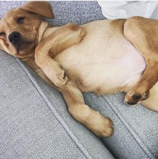 14 Funny Labrador Memes That Will Make You Cry Laughing - PetPress