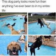 The14 Funniest Labrador Retriever Memes of the Week! - PetPress